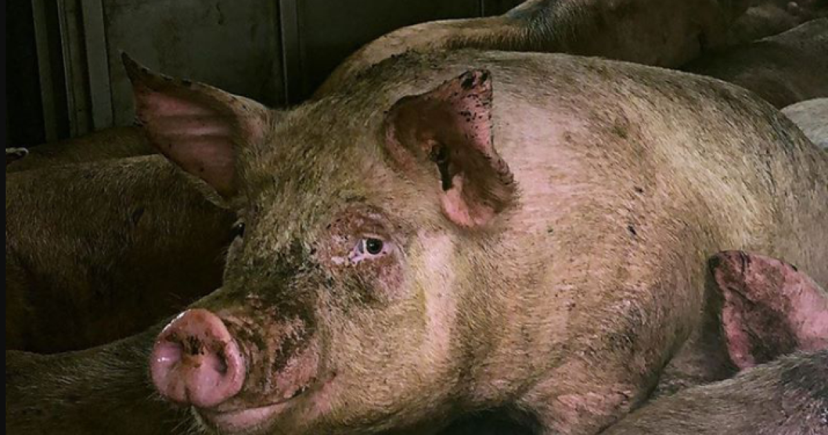 Varkens in Nood klaagt slachthuis aan voor ernstige dierenmishandeling ... Varkens in Nood klaagt slachthuis aan voor ernstige dierenmishandeling ...